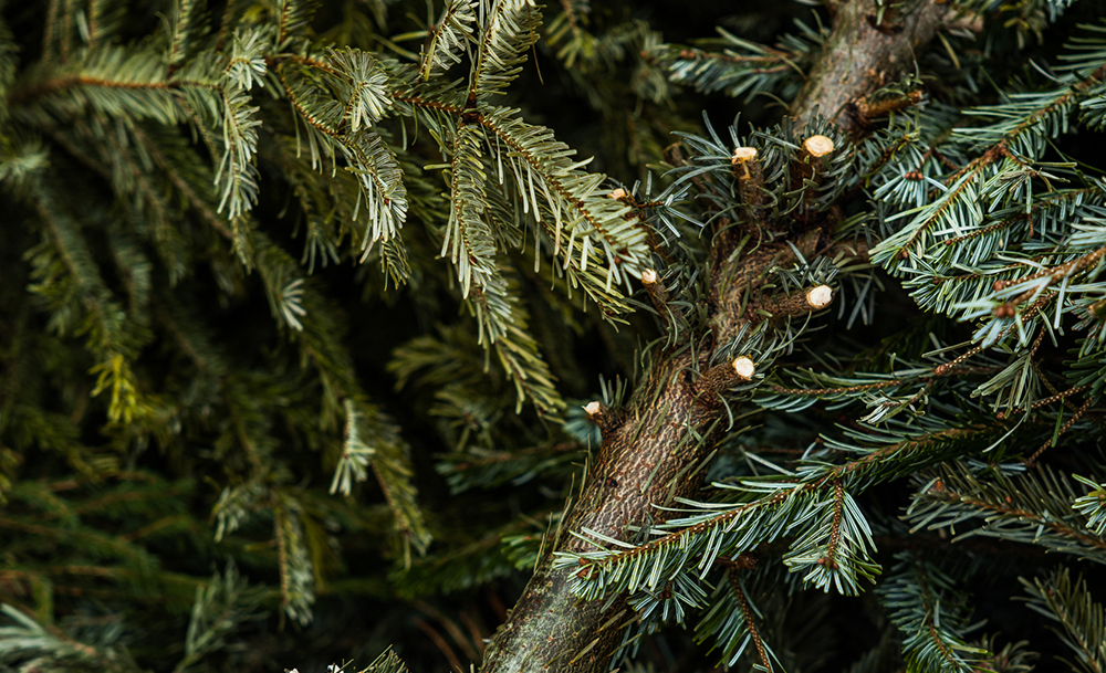 Låt din julgran sprida glädje