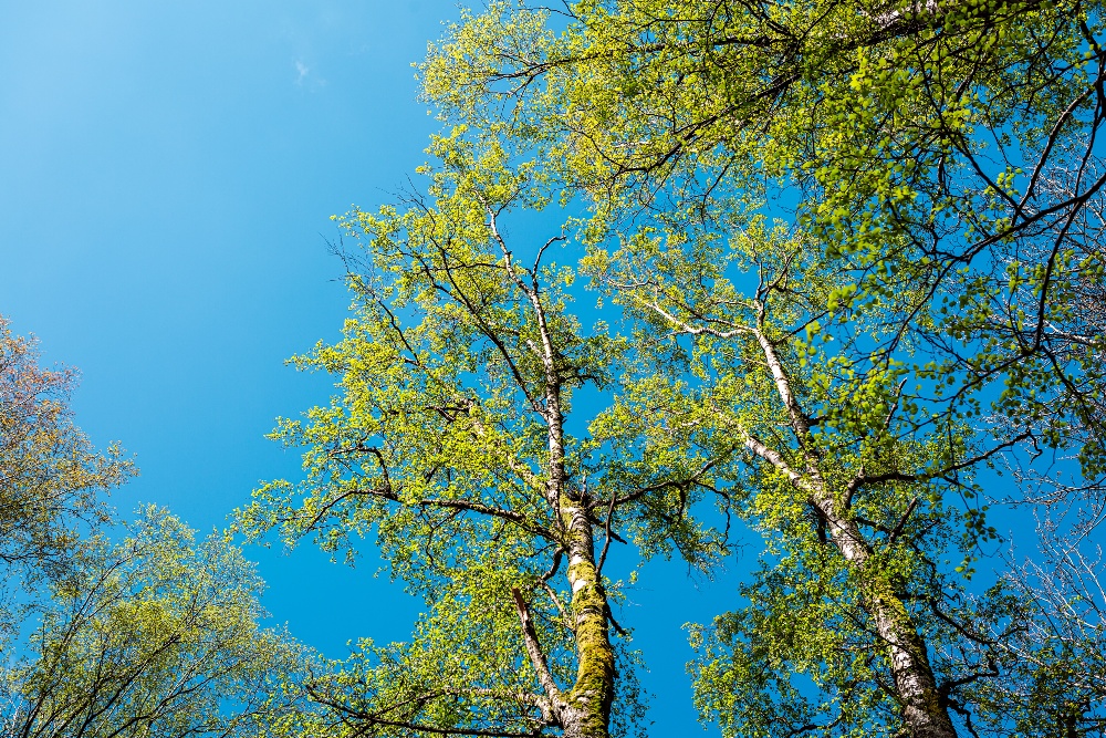 Var kommer elen ifrån?